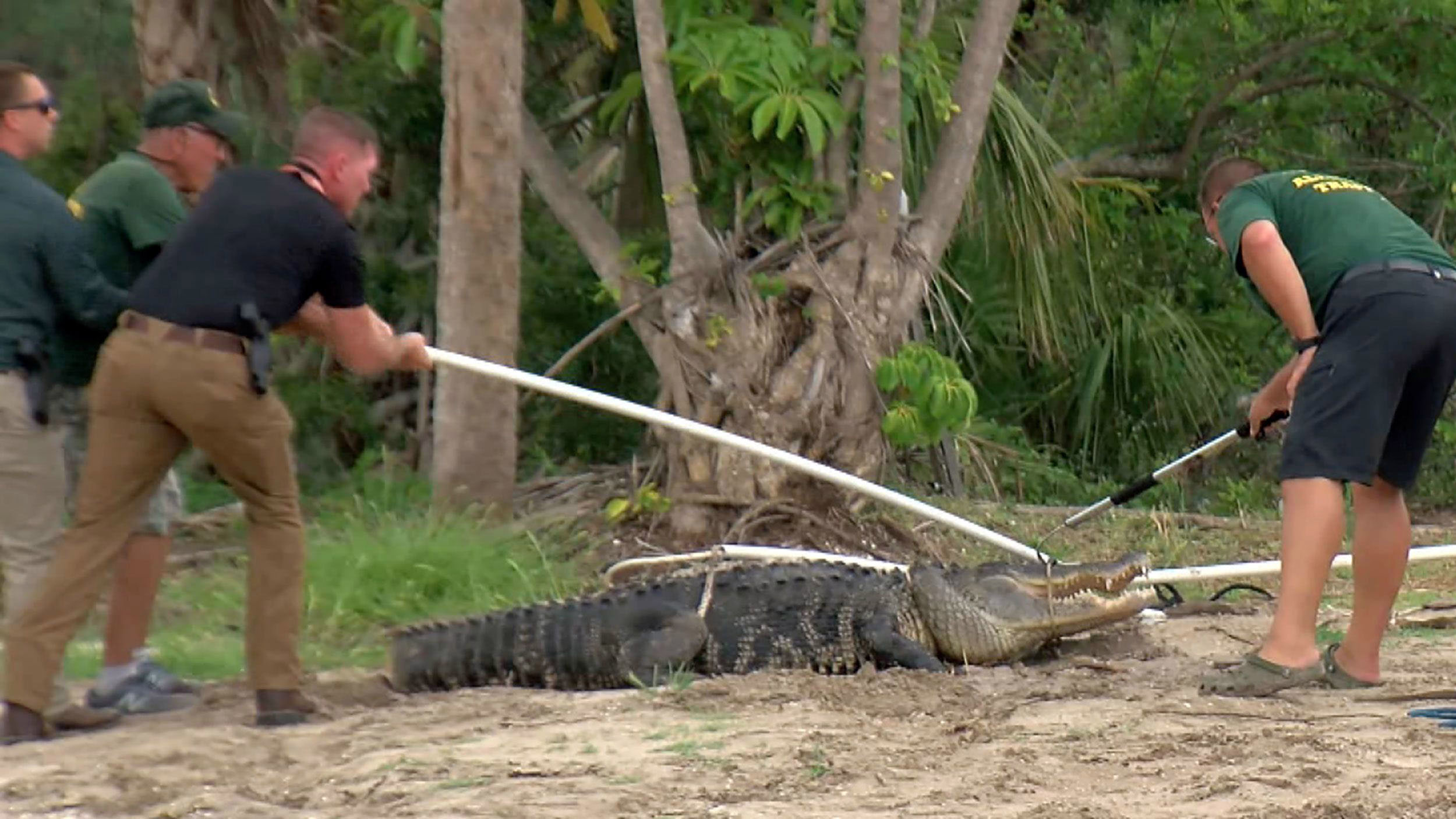 Man has arm amputated after alligator attack behind bar | Flipboard