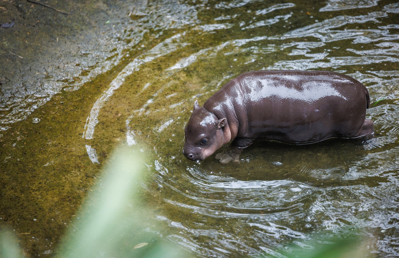 Endangered hippos welcome baby at Sydney’s Taronga Zoo – Mingooland