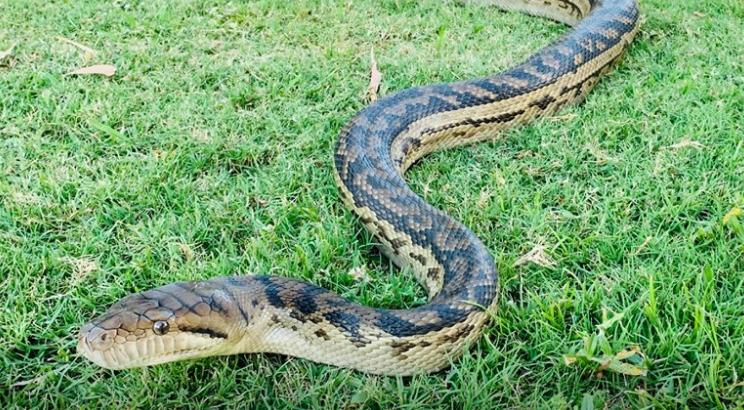 Mating scrub pythons crash through Cairns couple’s roof snake news