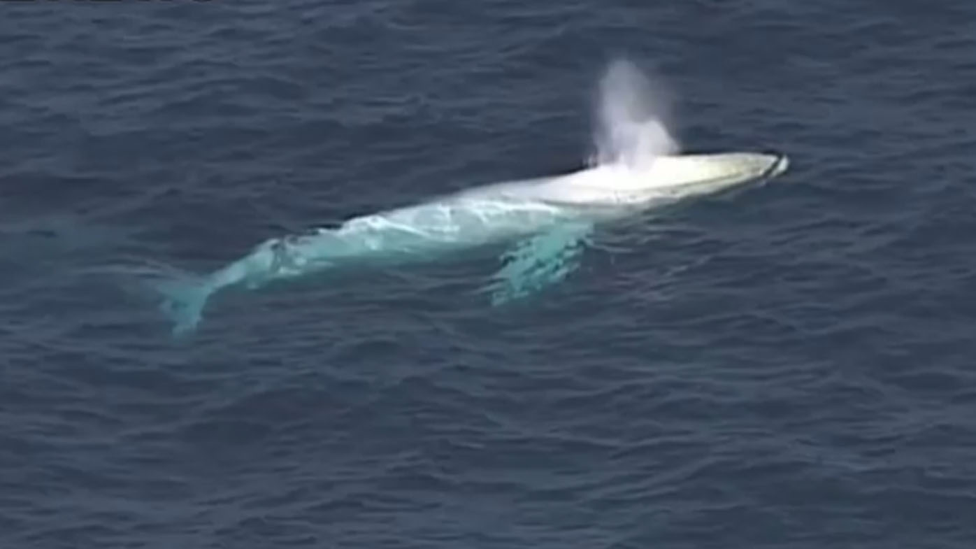 Migaloo The White Whale