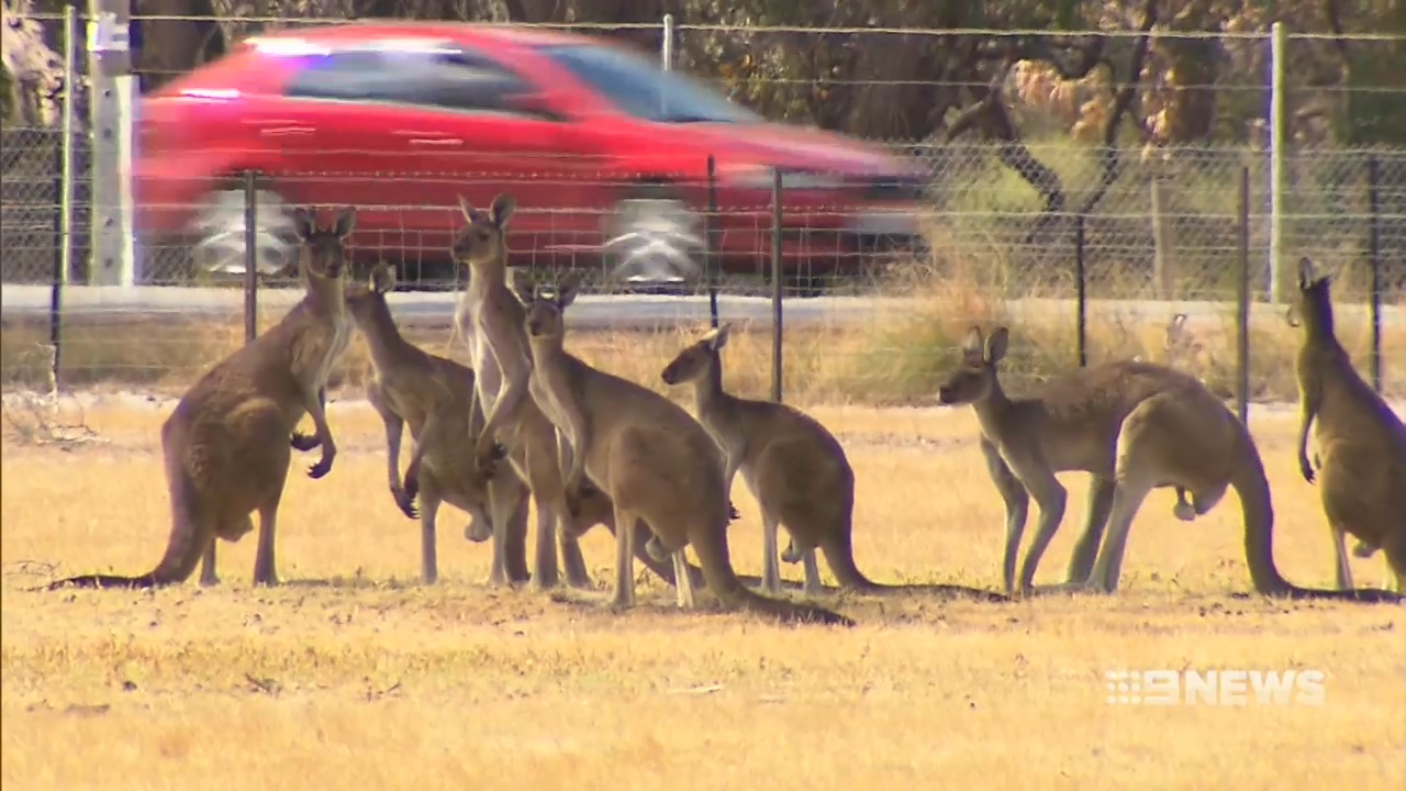 Perth kangaroo death trap claims 30 in just over a week New Lord Street
