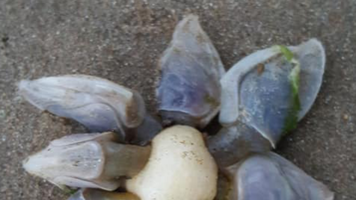 UK news: Mystery sea creature washes ashore Devon coast