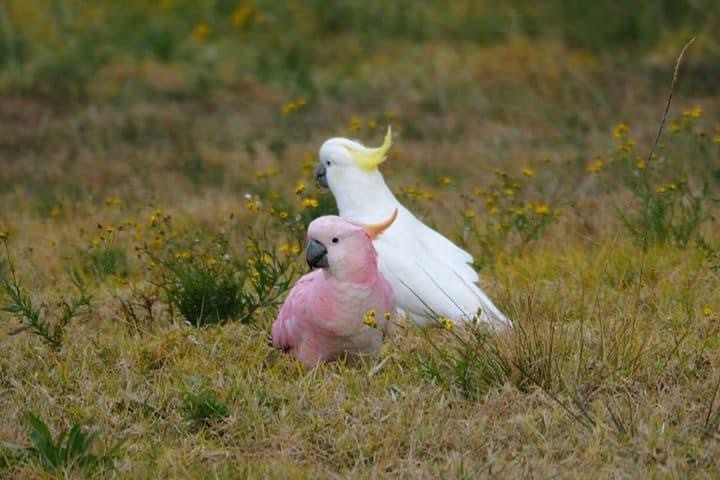 Rare Blue Cockatoo