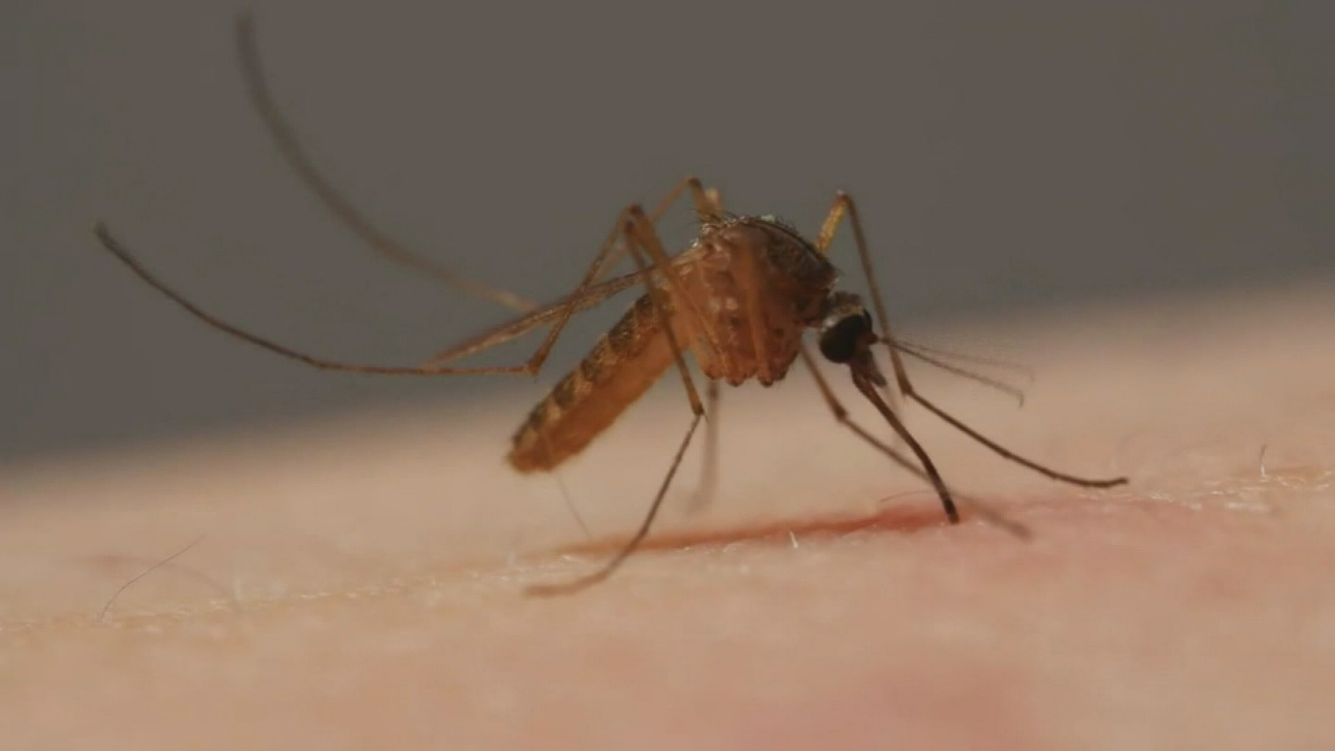 Access to Japanese encephalitis vaccine expanded as mosquito season ...