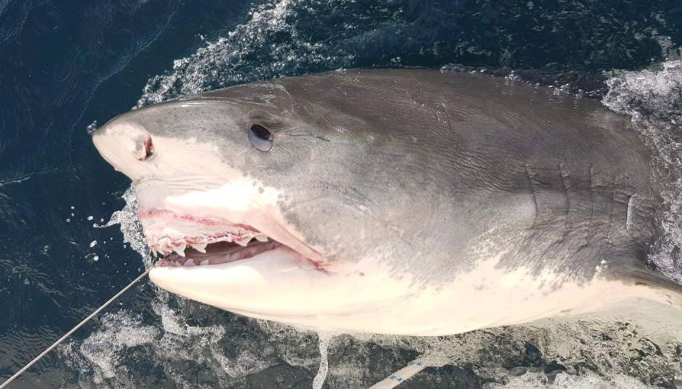 NSW News: Dozens of huge sharks caught off NSW beaches