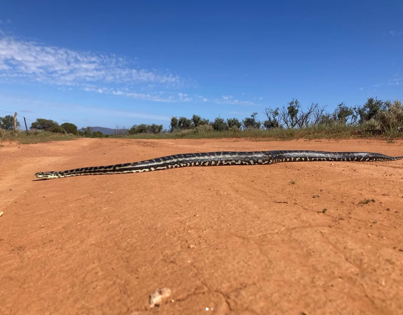 Rare sighting of huge python in South Australian national park - NetFM