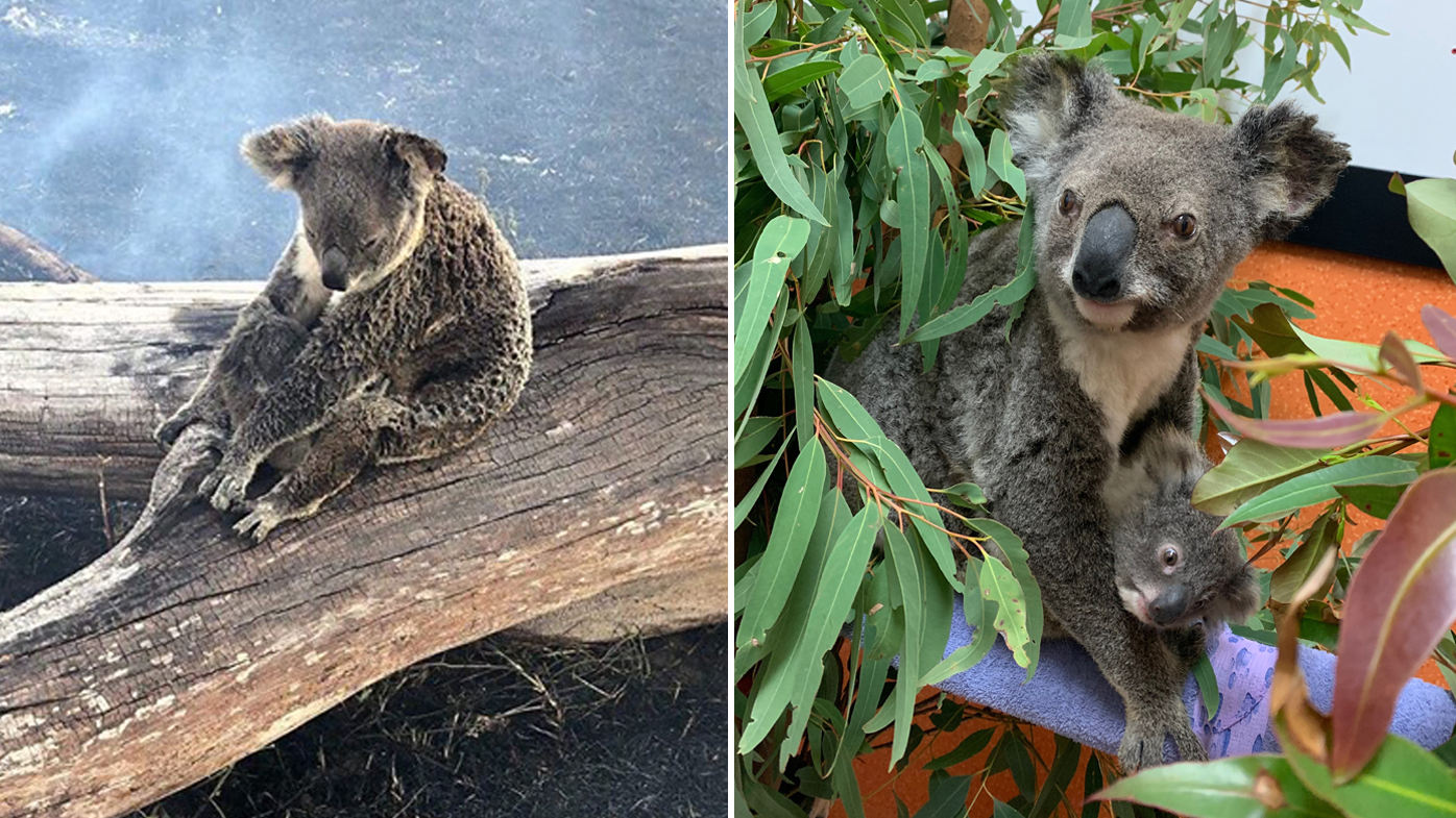 Queensland bushfires: rescued koala, joey