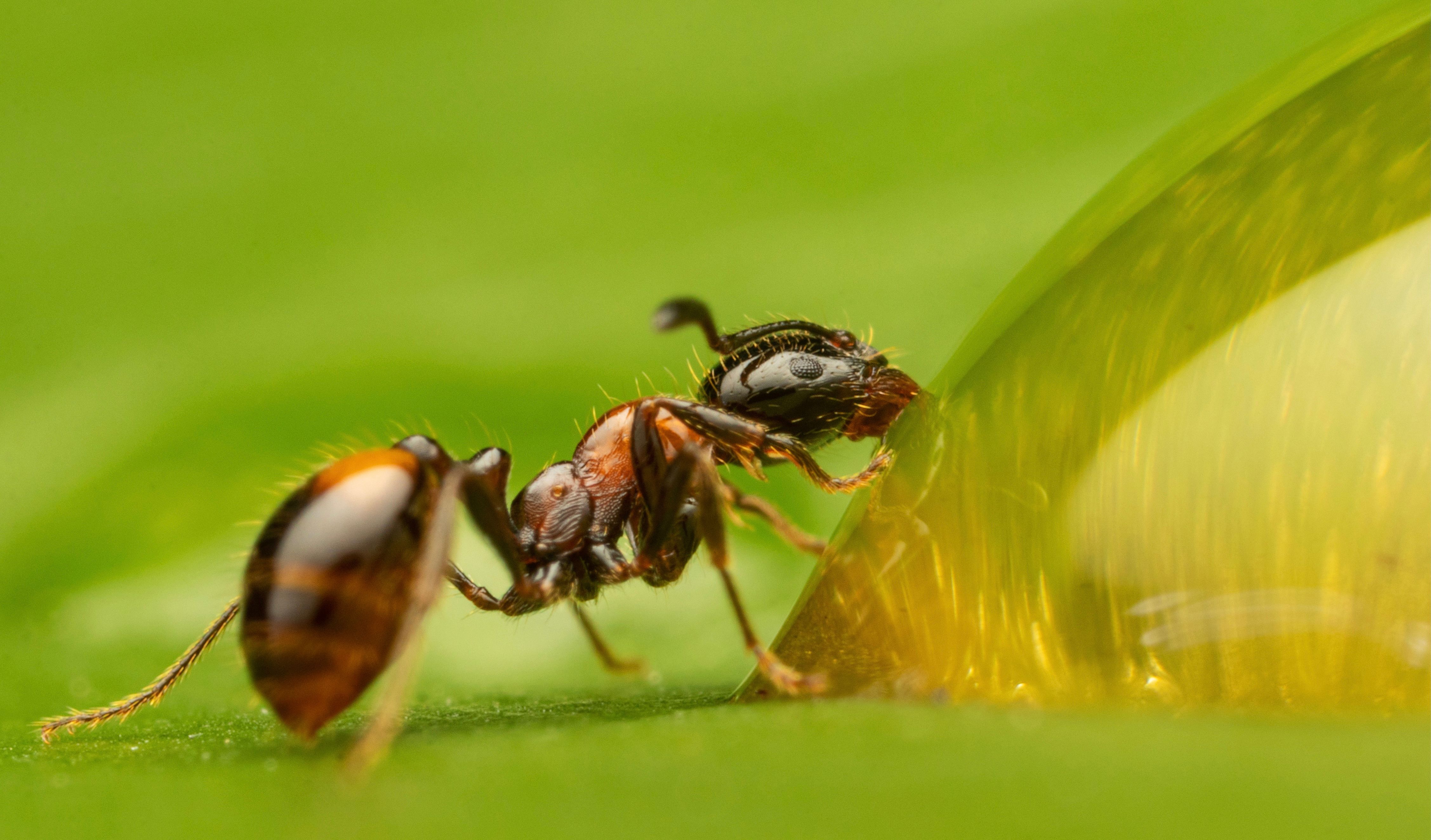 How many ants are there in the world? | Flipboard