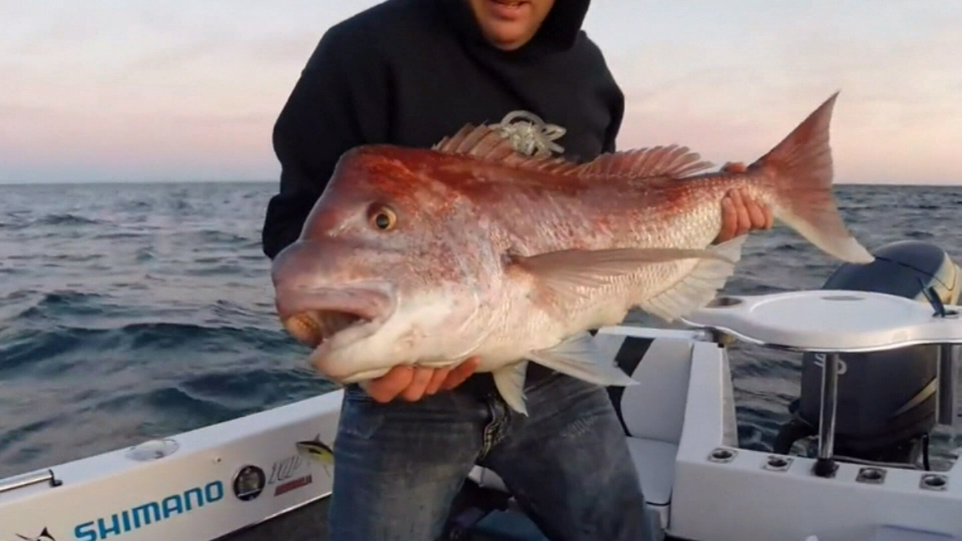Snapper fishing to be banned in South Australia