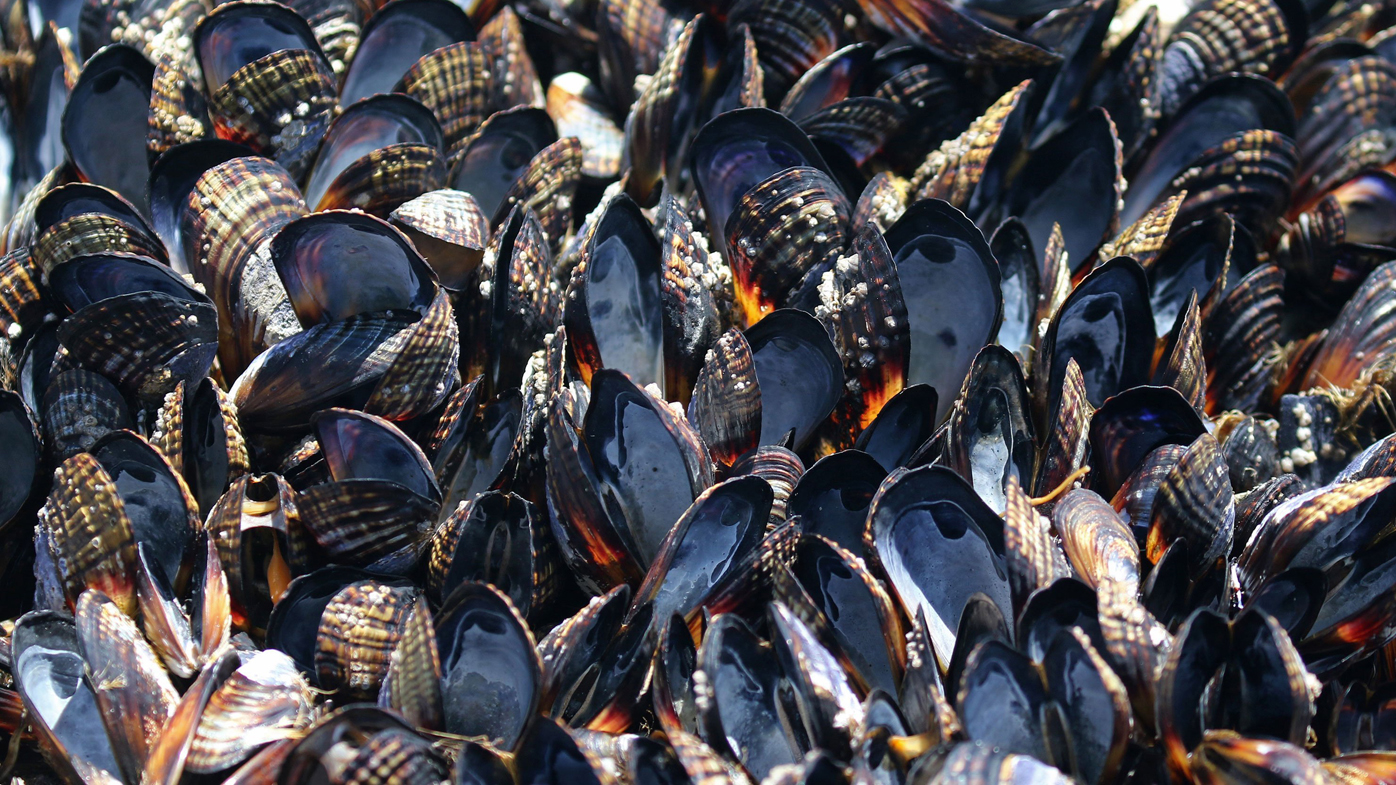 USA heatwave: Mussels being fried to death as summer temperatures skyrocket