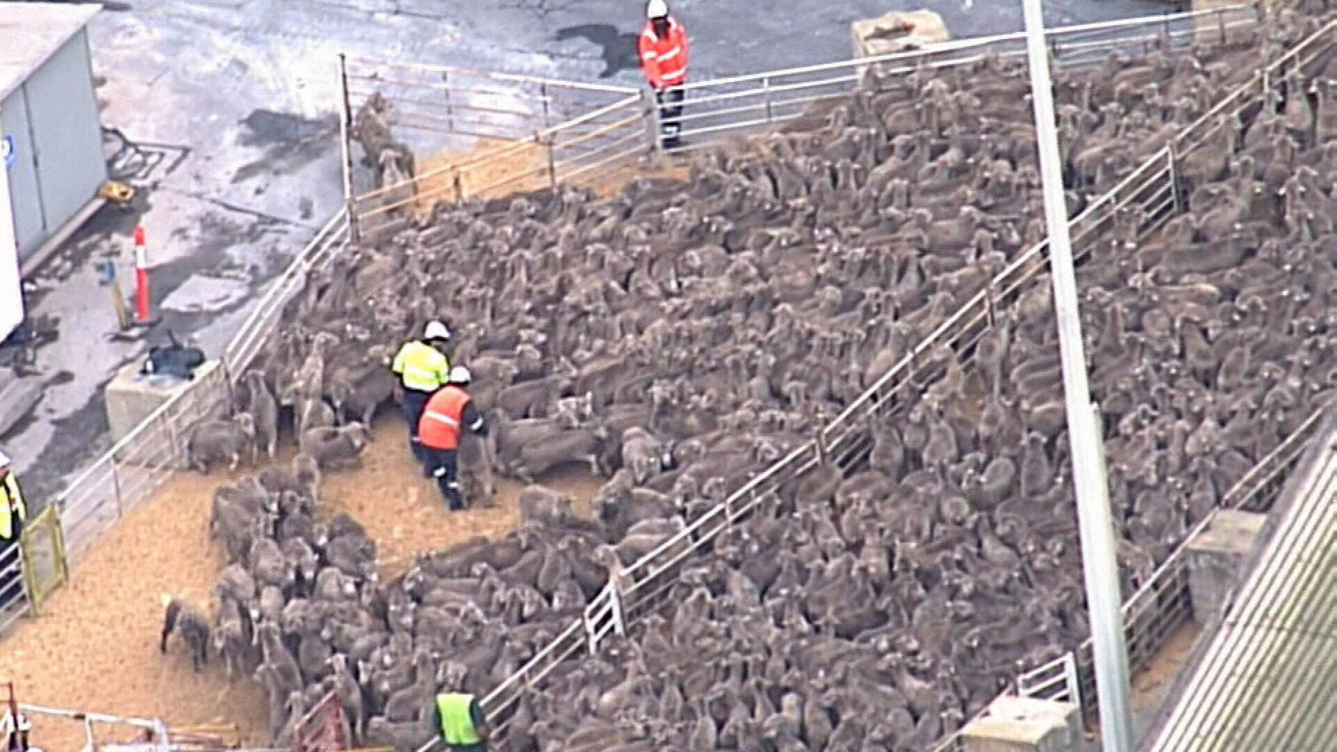 Hundreds protest live exports in Adelaide