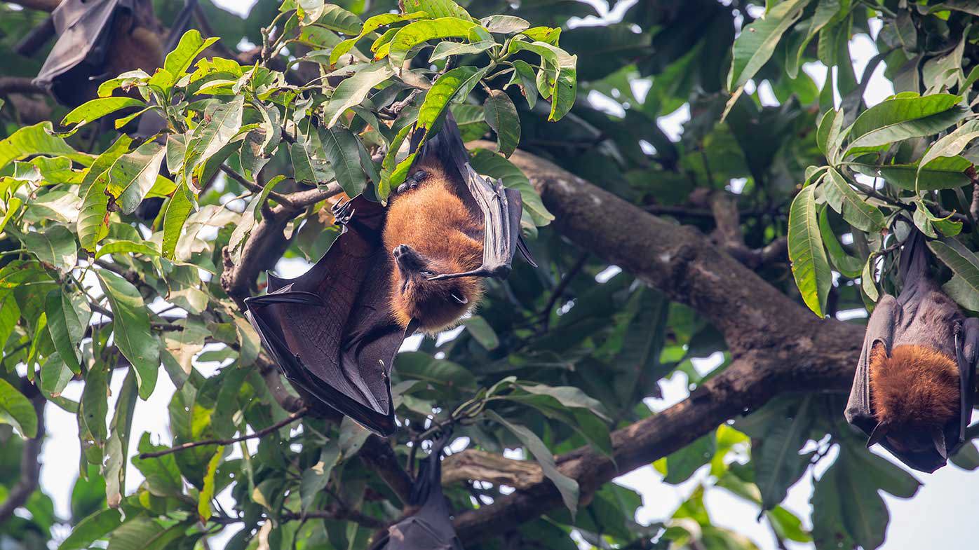 Untreatable, usually fatal virus detected in India - NetFM