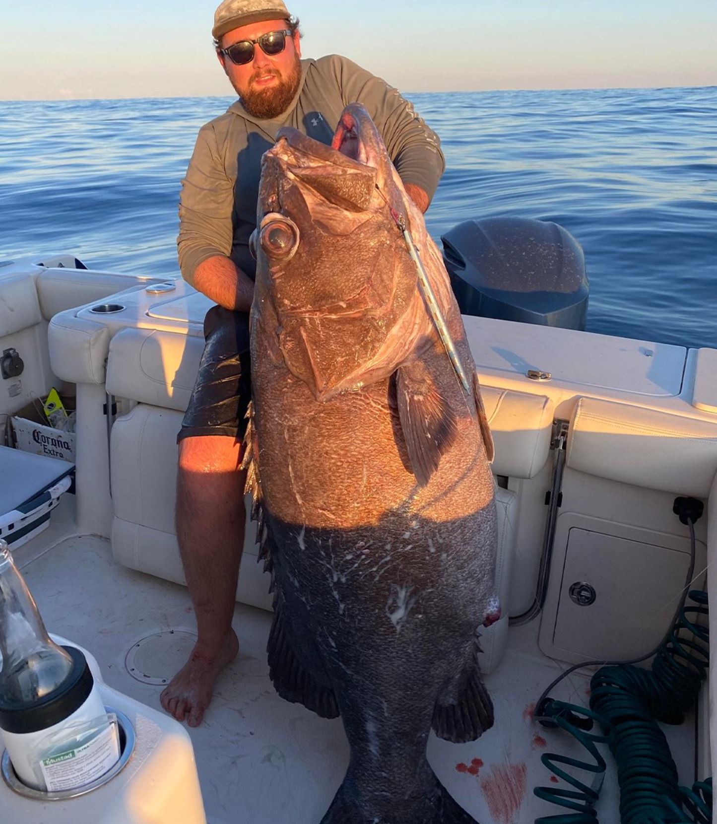 Queensland Grouper Largest Giant Grouper Gracefully Swimming Under