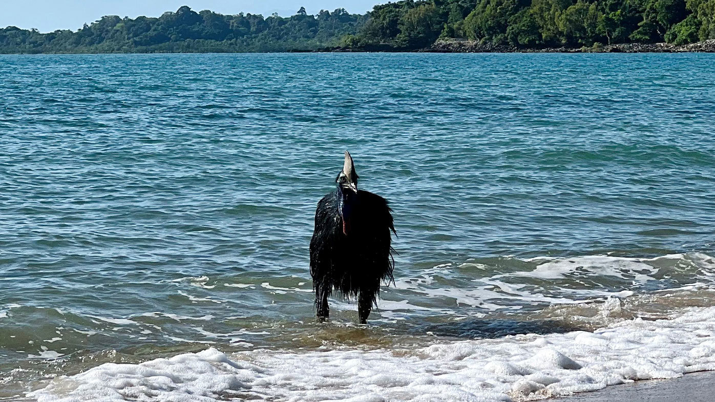 Cassowary Swim