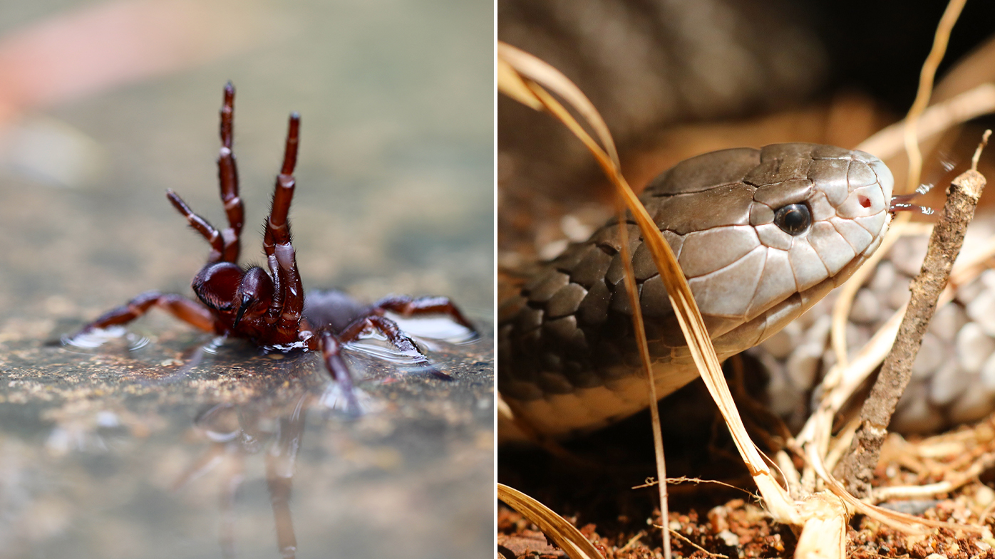 Black Widow Spider Eating Snake Black Widow Spider | Weird N' Wild
