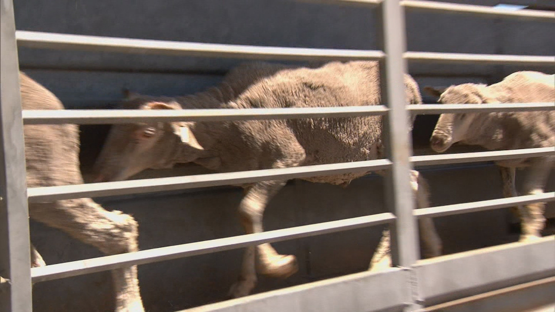 ‘Albanese needs to look in his mirror’: Sheep farmers target Labor ...