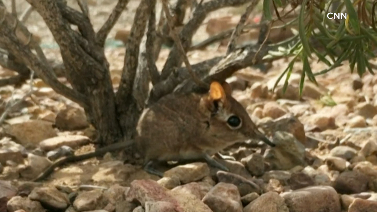 Desert Shrew