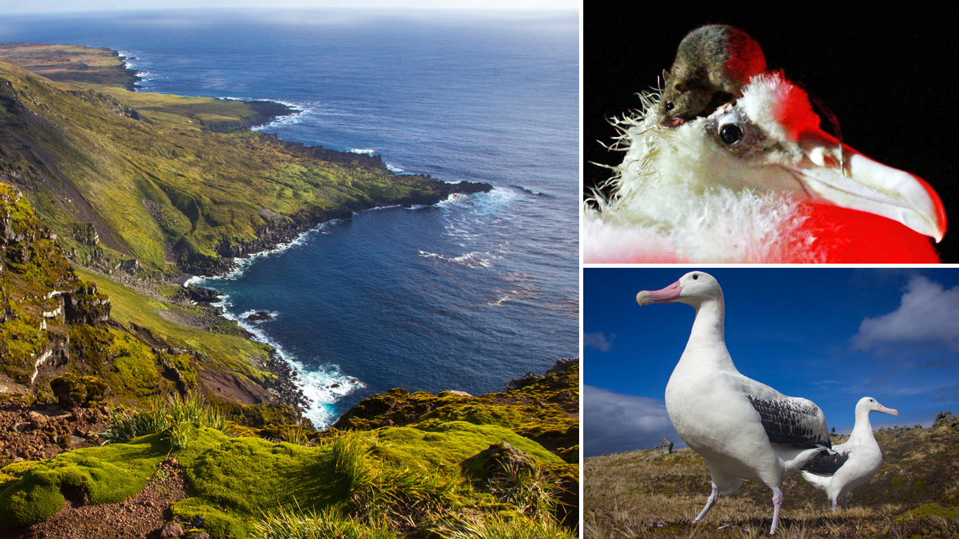 Zombie Mice on Marion Island: Why albatrosses are being eaten alive on ...