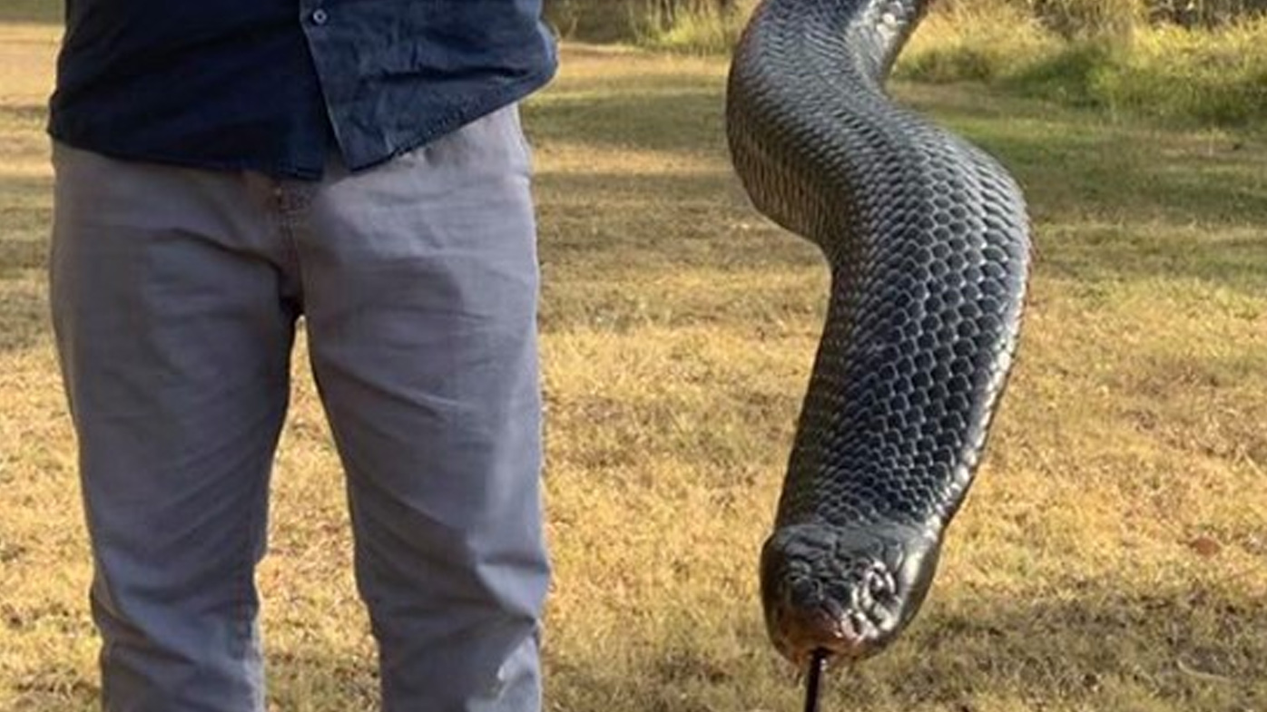 Brisbane news: Monstrous 1.8 metre red-bellied black snake captured